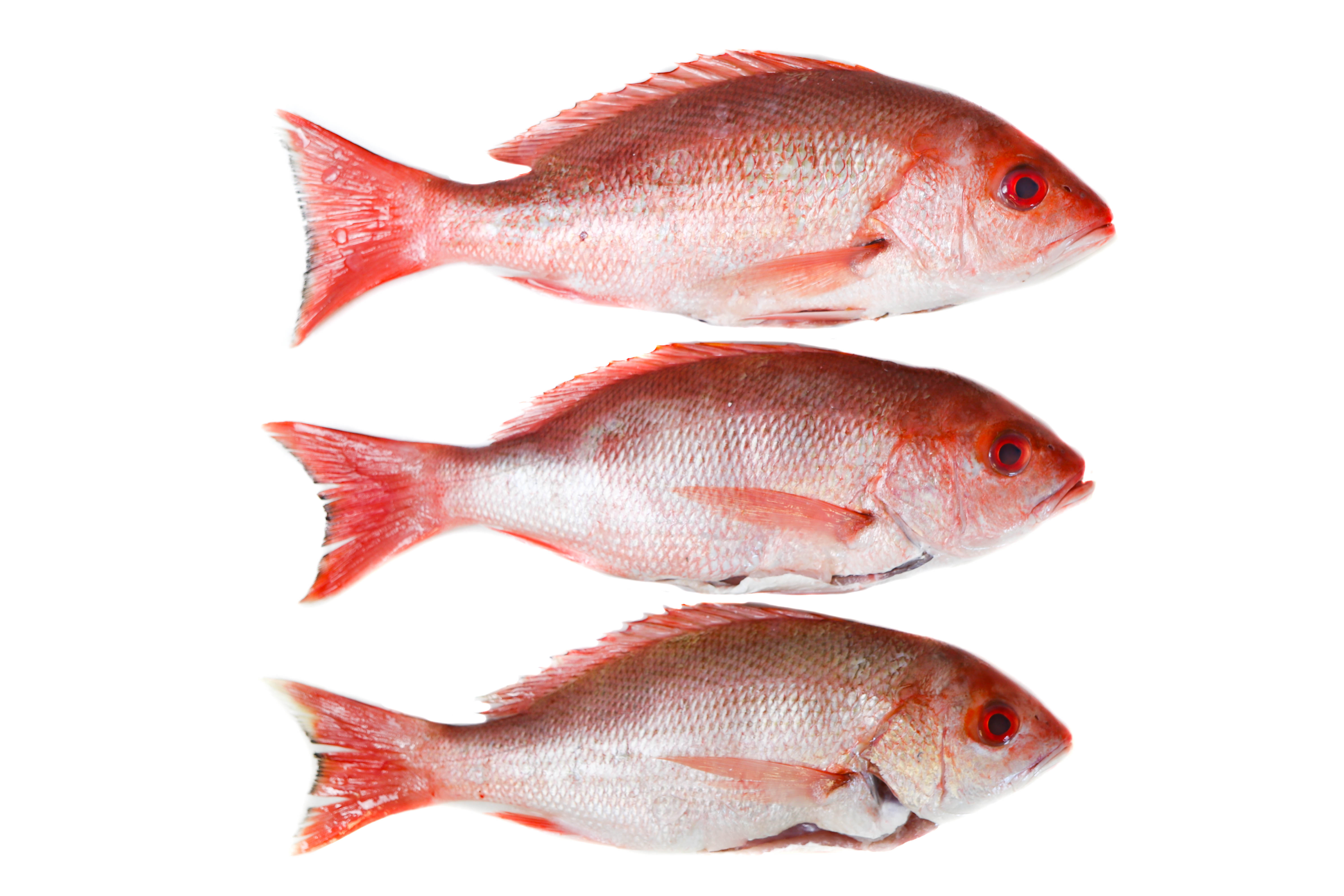 Ocean Delights Ltd. | Premium Seafood Delivery in Kenya